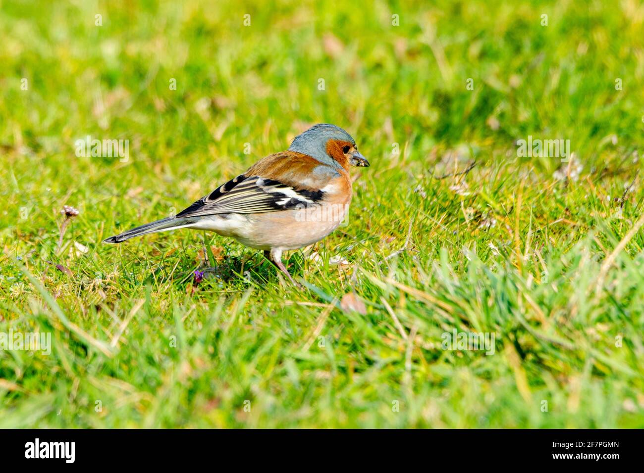 portrait of chaffinch in the grass Stock Photo - Alamy