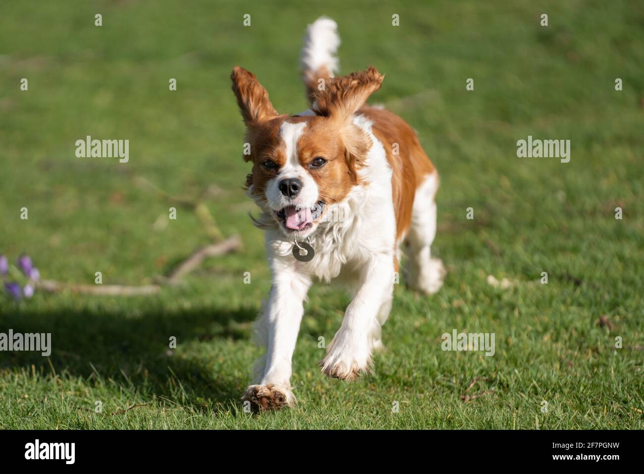 Cavalier King Charles Spaniel dog running Stock Photo - Alamy