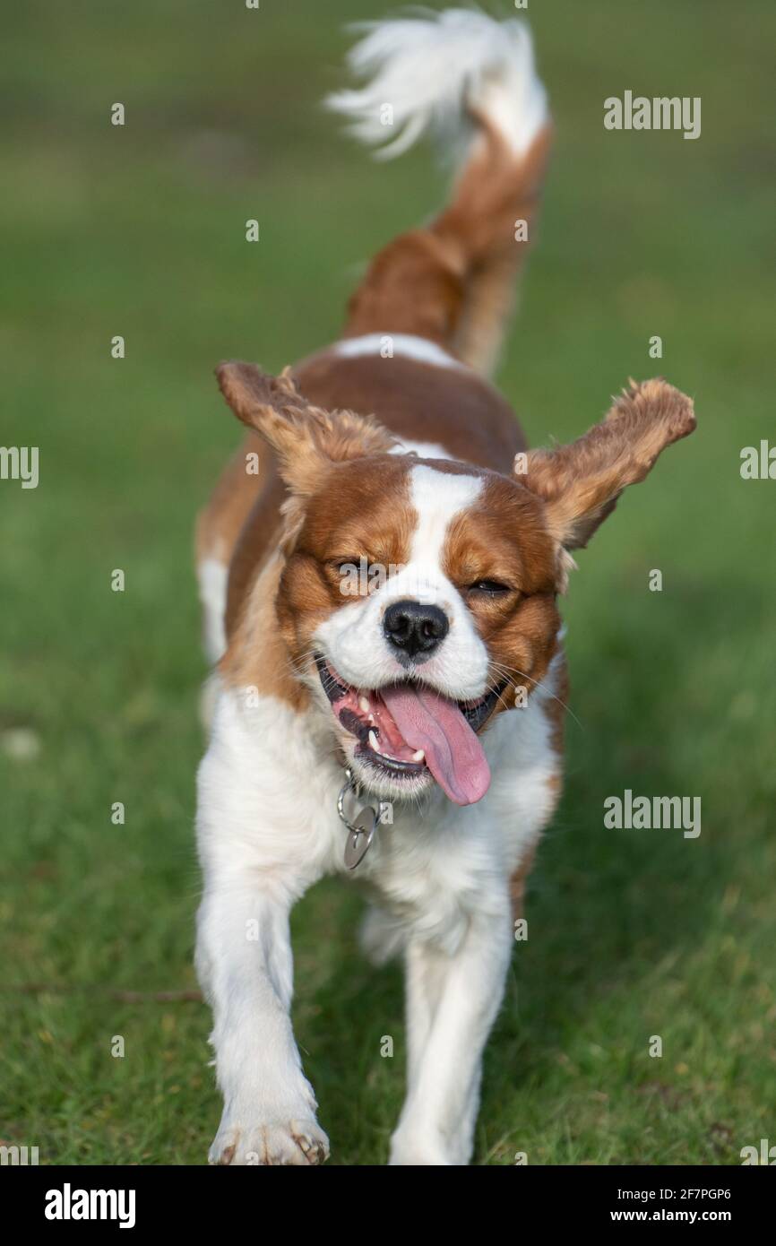 Cavalier King Charles Spaniel dog running Stock Photo - Alamy