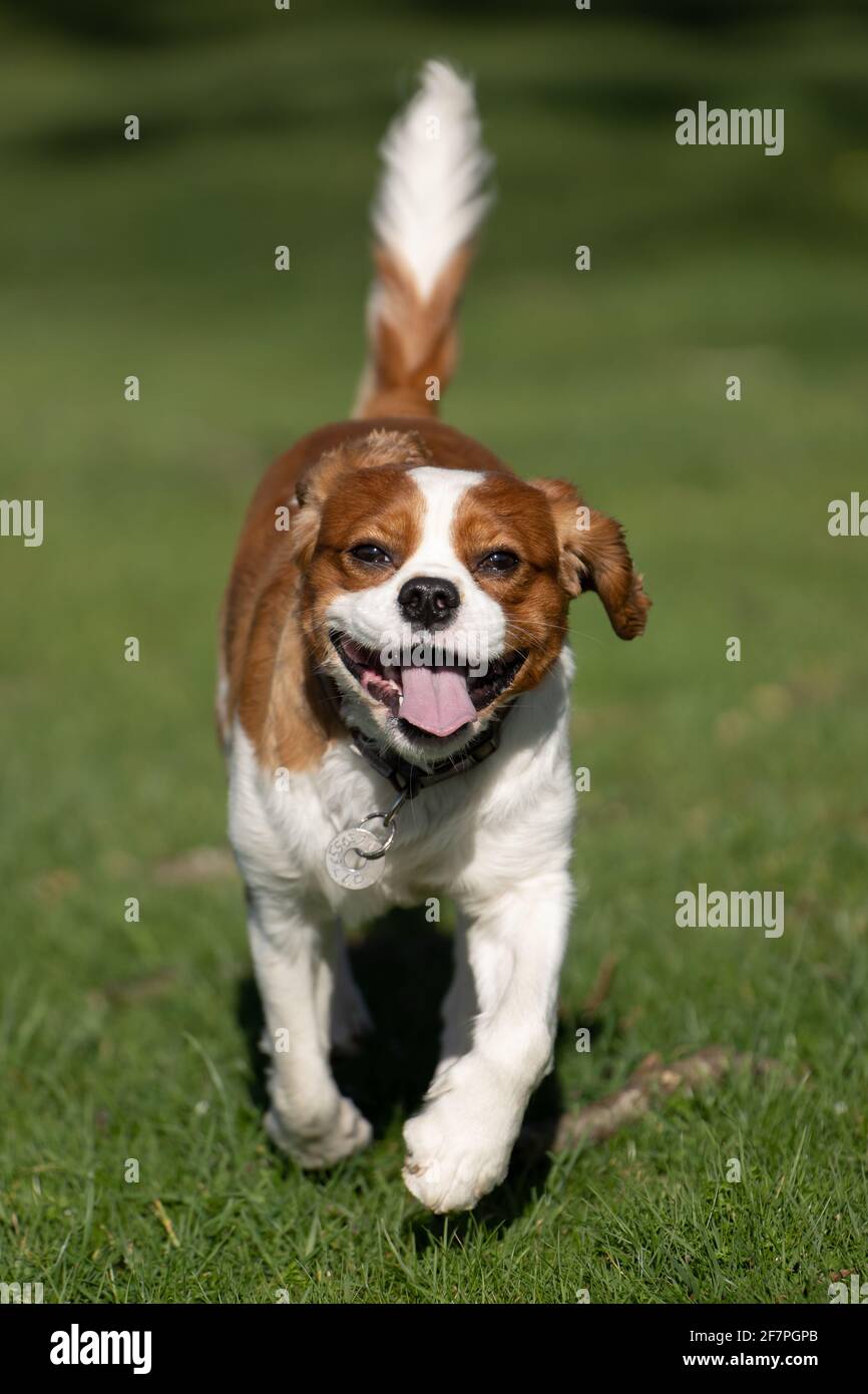 Cavalier King Charles Spaniel dog running Stock Photo - Alamy