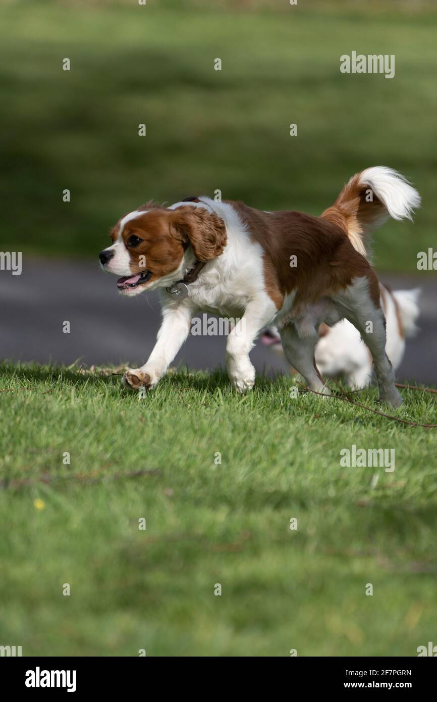 Cavalier King Charles Spaniel dog running Stock Photo - Alamy