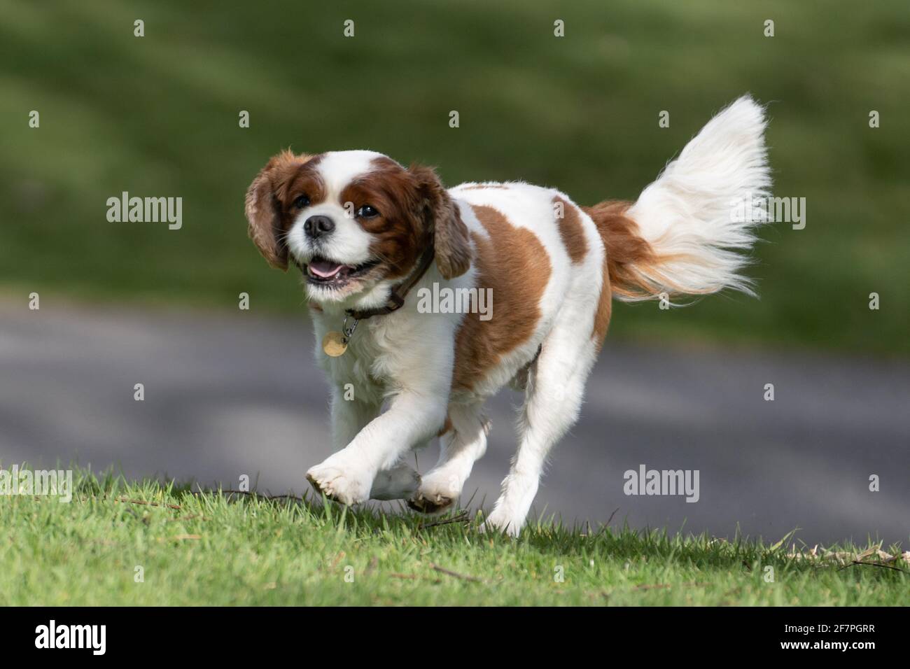 Cavalier King Charles Spaniel dog running Stock Photo - Alamy
