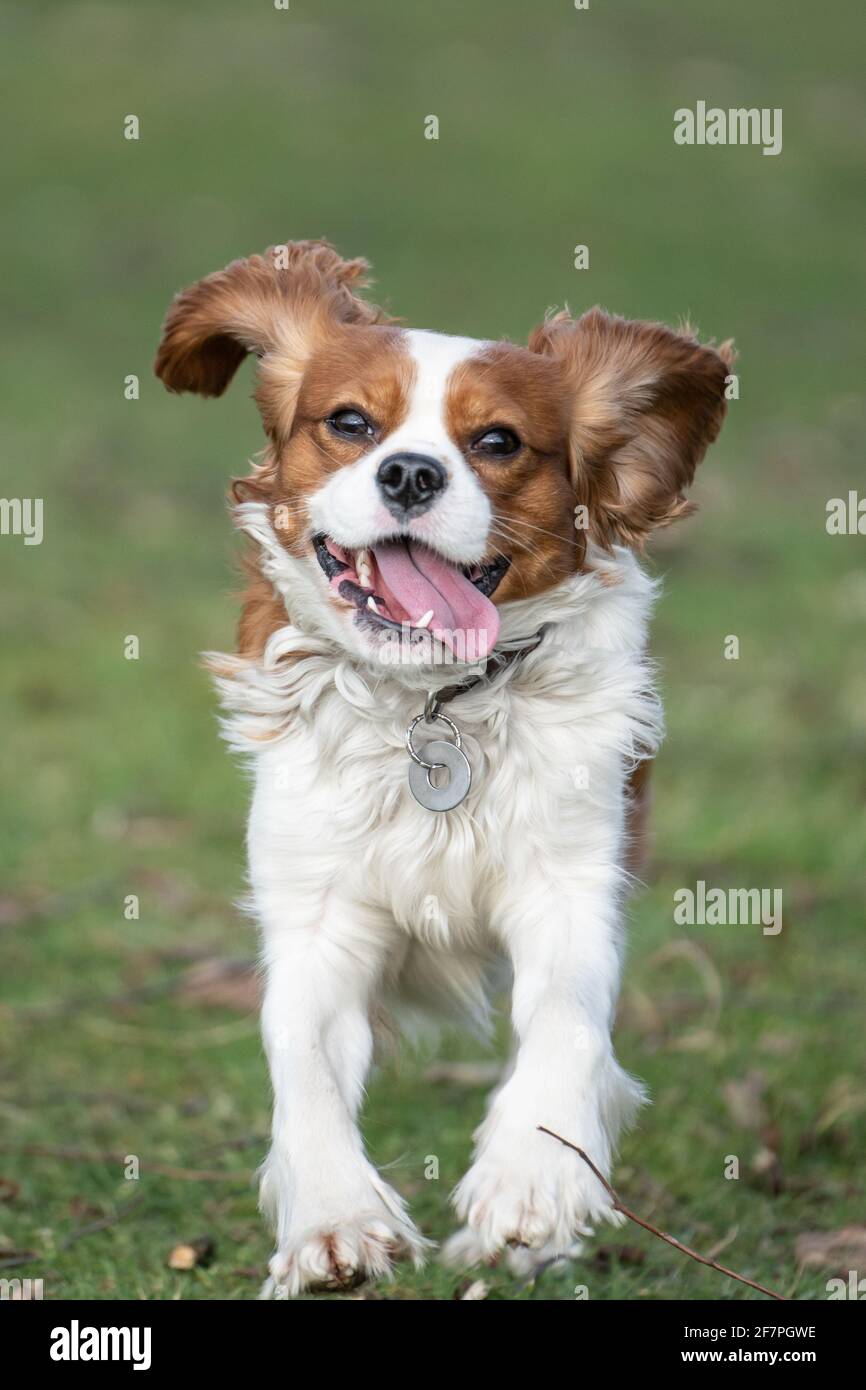Cavalier King Charles Spaniel dog running Stock Photo - Alamy