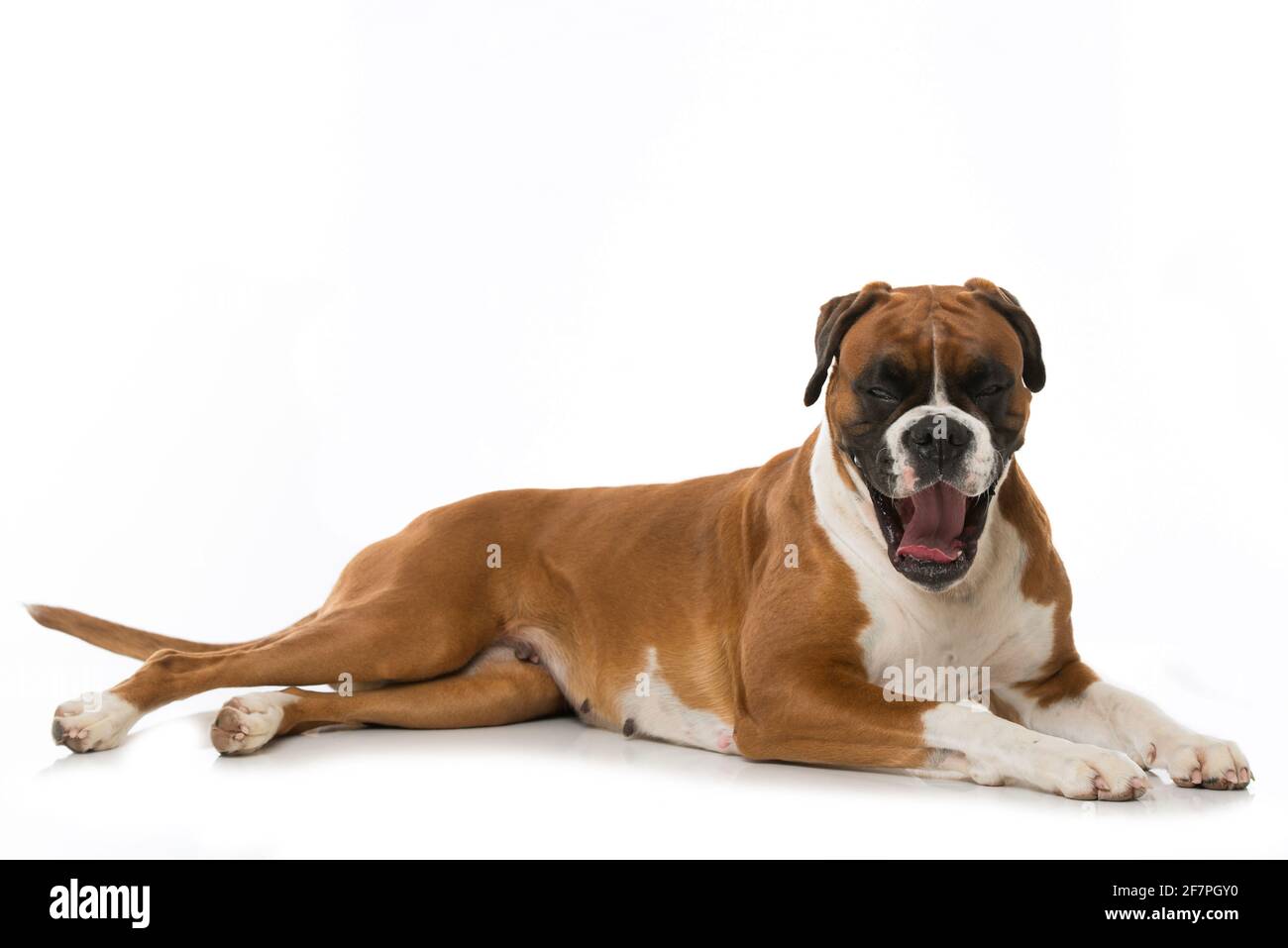 Adult boxer dog isolated on white background Stock Photo - Alamy