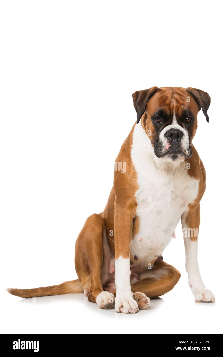 Adult boxer dog isolated on white background Stock Photo - Alamy