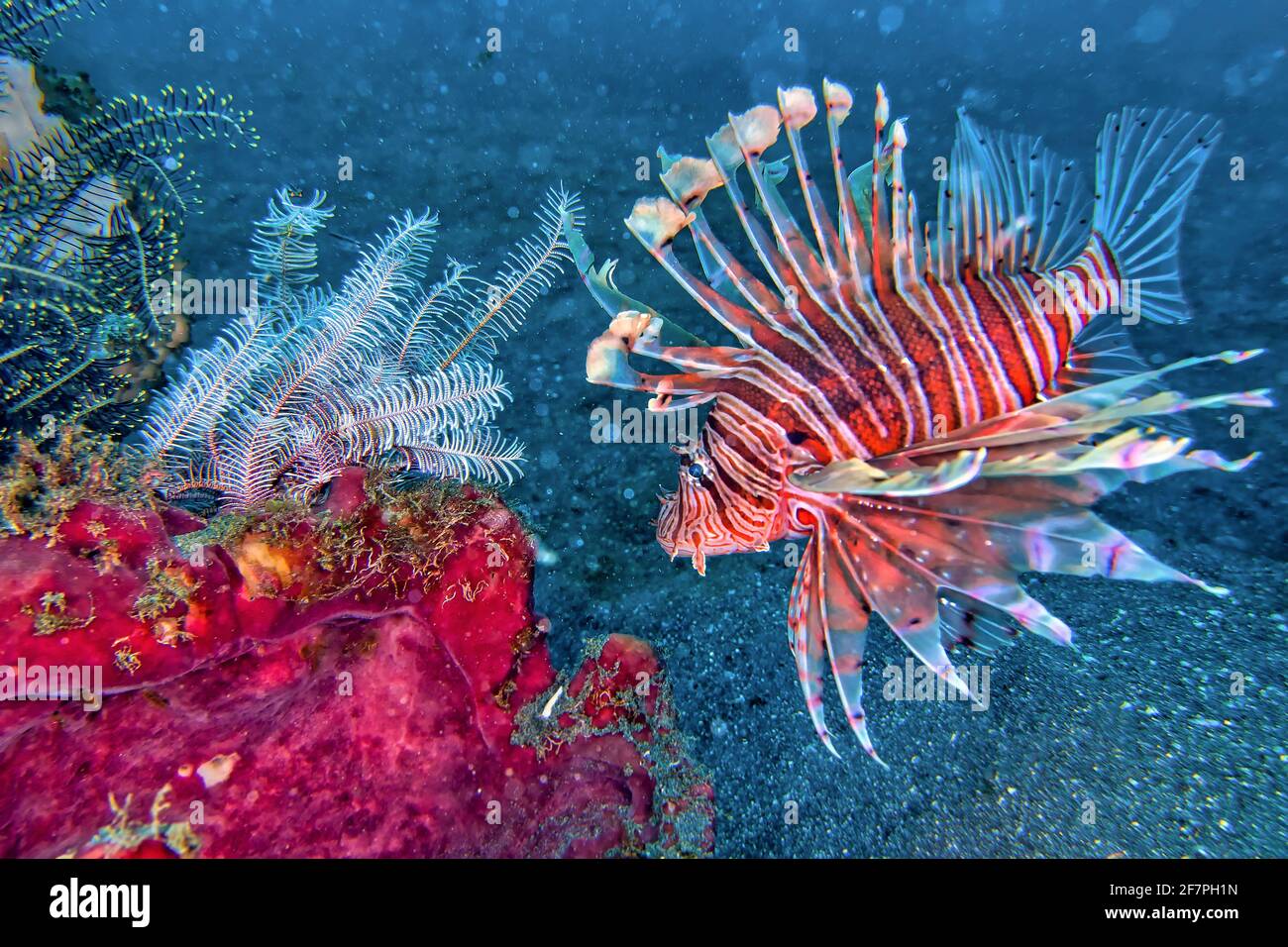 Tall-spine Lionfish, Pterois sp, Coral Reef, Lembeh, North Sulawesi ...
