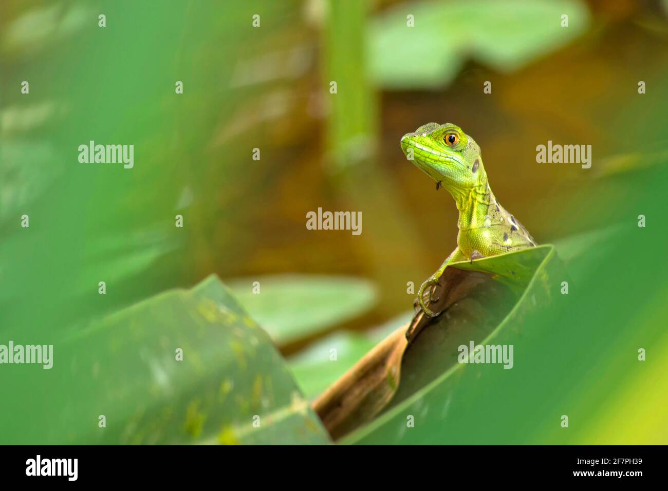 Plumed Basilisk, Green Basilisk, Jesus Christ Lizard, Basiliscus ...