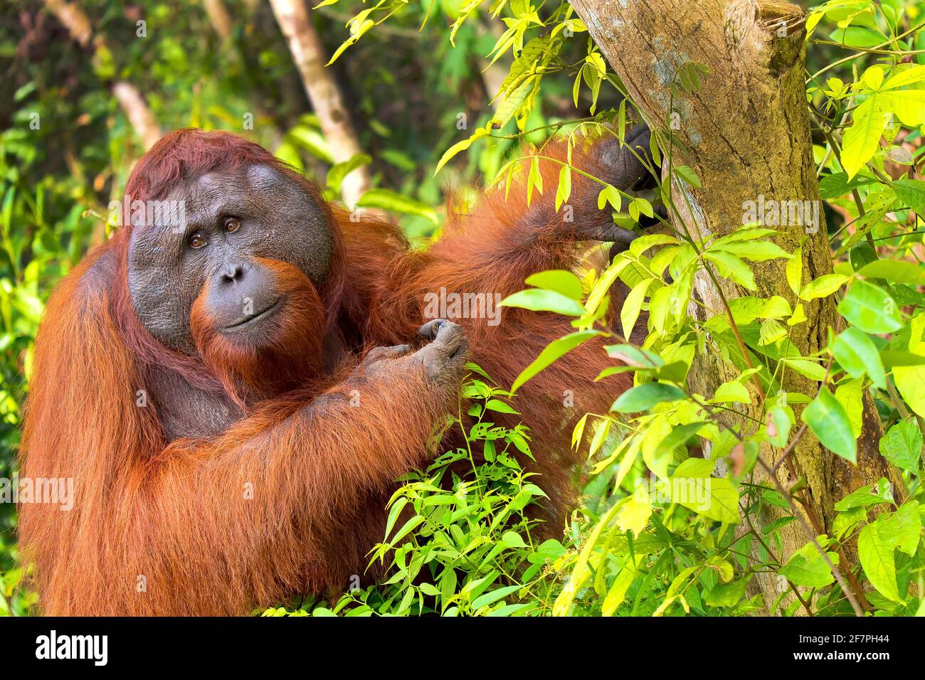 Orangutan, Pongo pygmaeus, Tanjung Puting National Park, Borneo ...