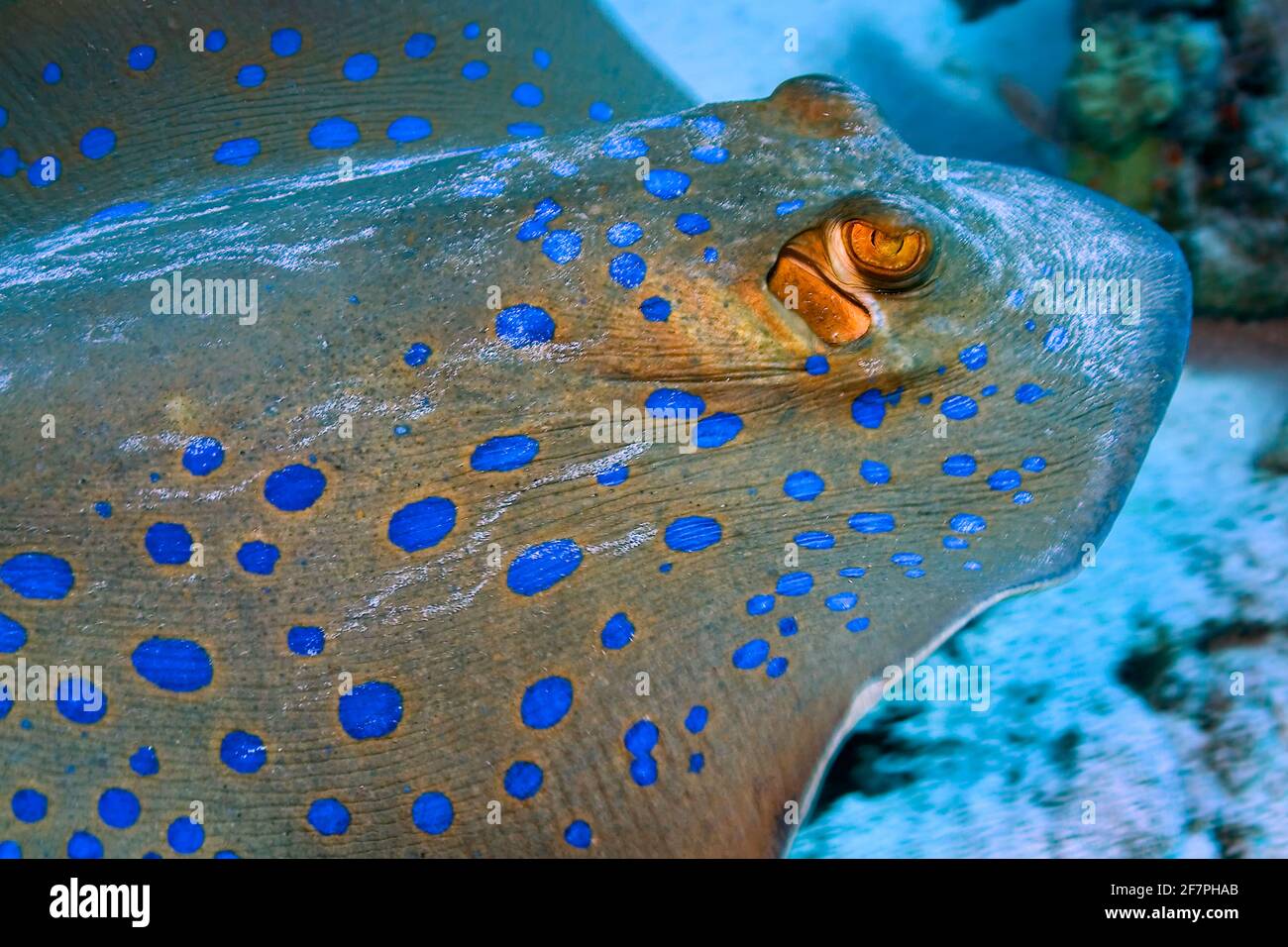 Blue spotted Ribbontail Ray, Taeniura lymma, Coral Reef, Red Sea, Egypt ...