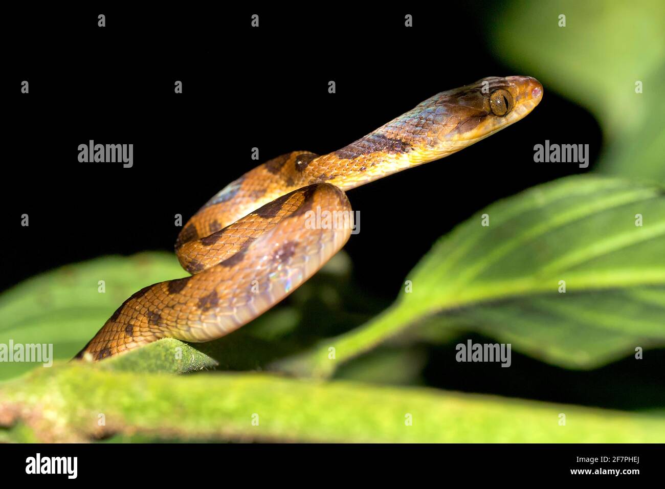 Mapepire Corde Violon, Blunthead Tree Snake, Imantodes cenchoa ...