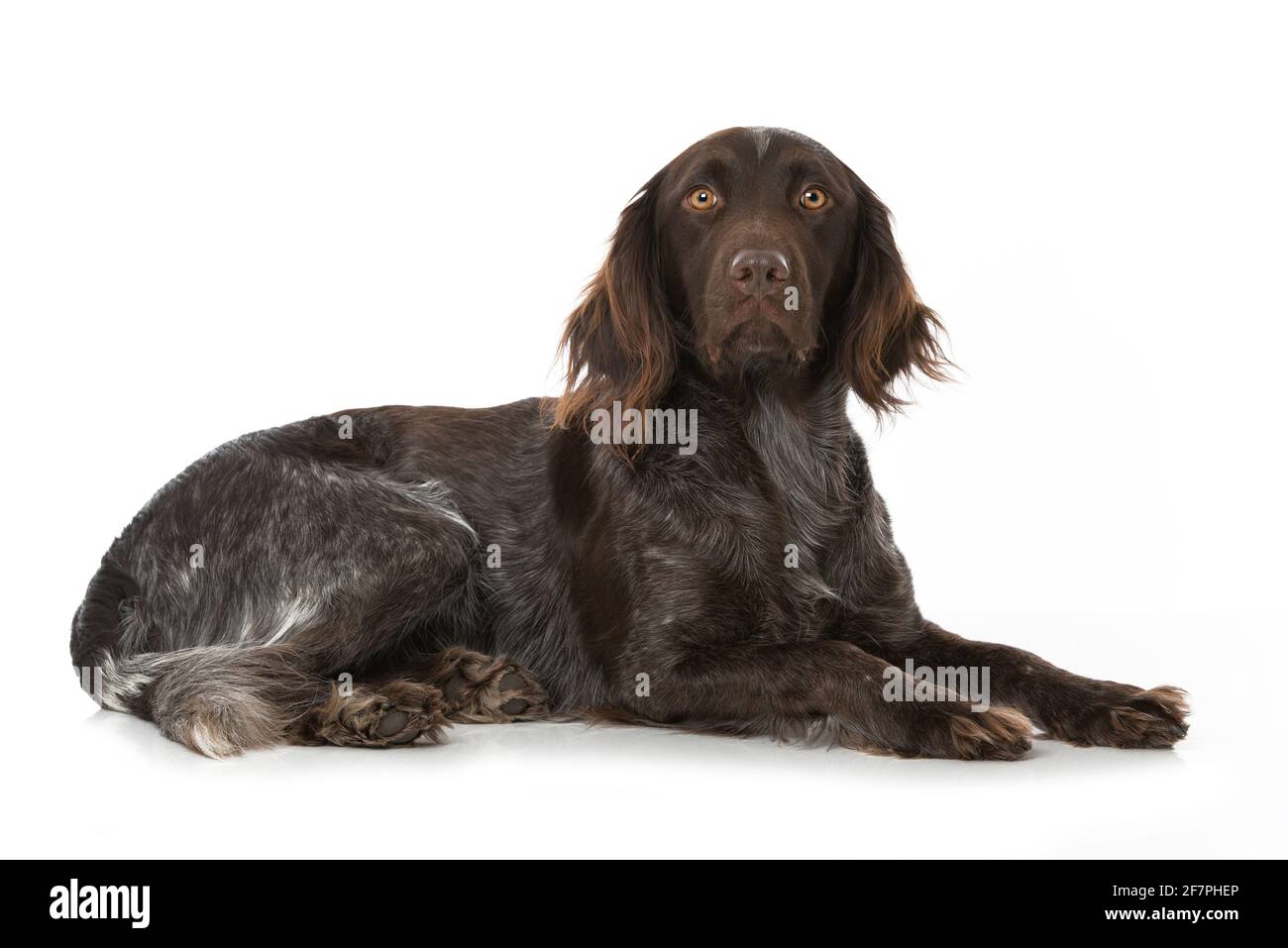 Small munsterlander dog isolated on white background Stock Photo - Alamy