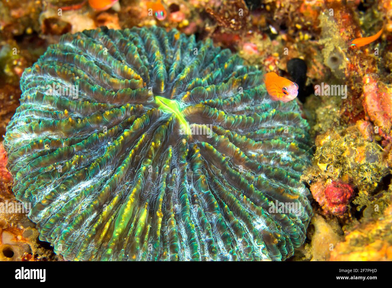 Disc coral, Plate coral, Mushroom Coral, Reef Building Corals, Fungia ...