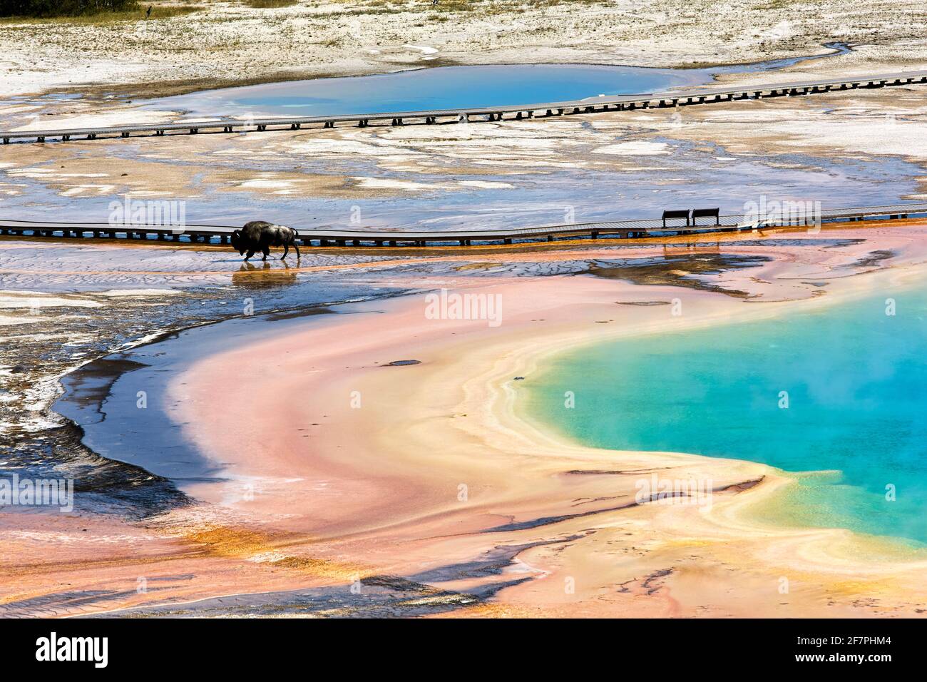 A bison crossing Grand Prismatic Spring In the Yellowstone National ...