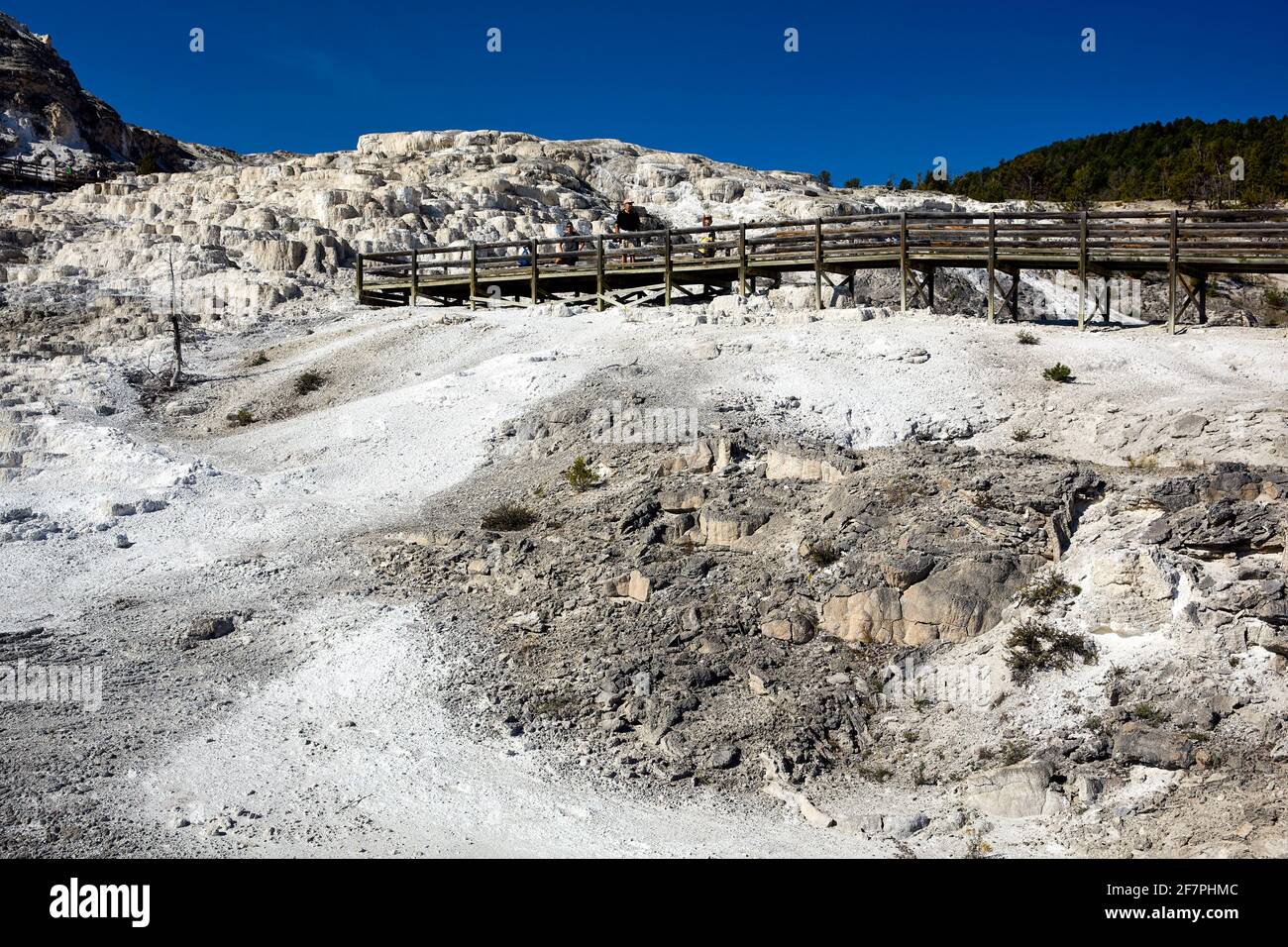 Minerva Terrace at the Mammoth Hot Springs. Yellowstone National Park ...