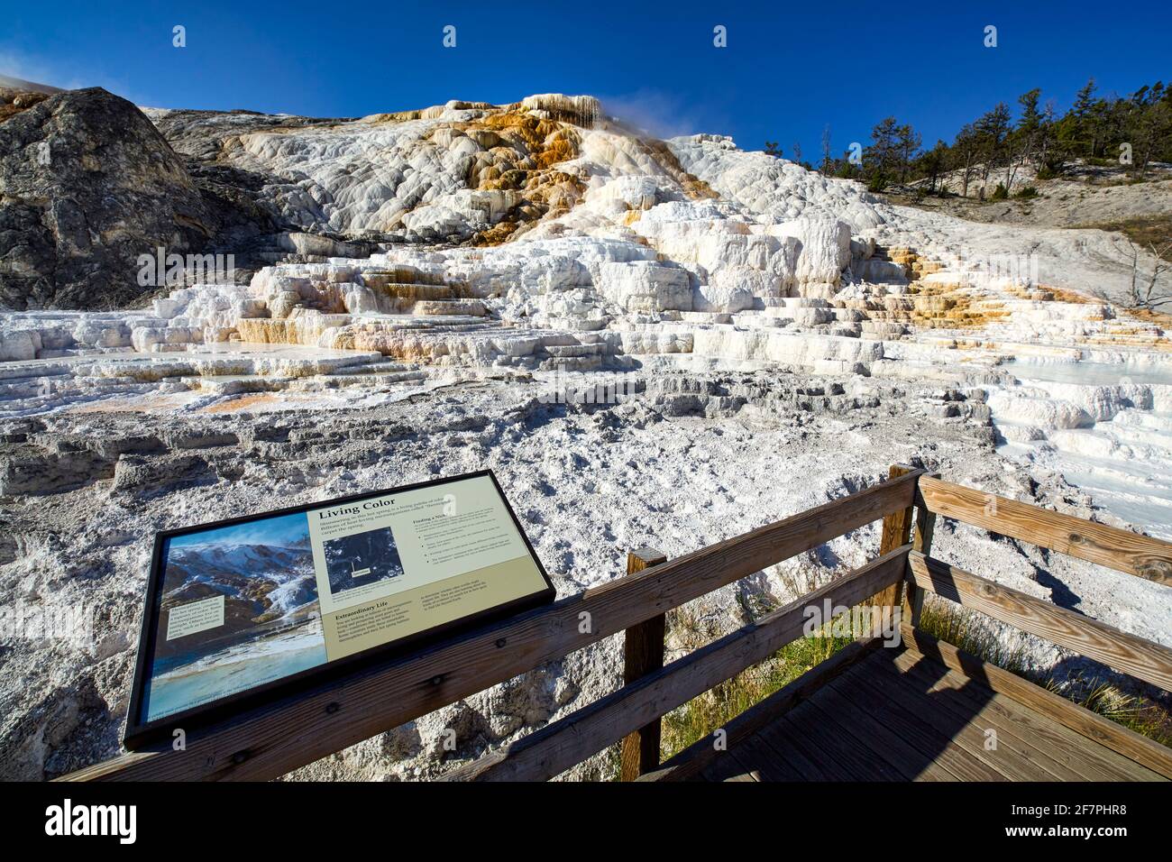 Palette Springs. Devils thumb at the Mammoth Hot Springs. Yellowstone ...