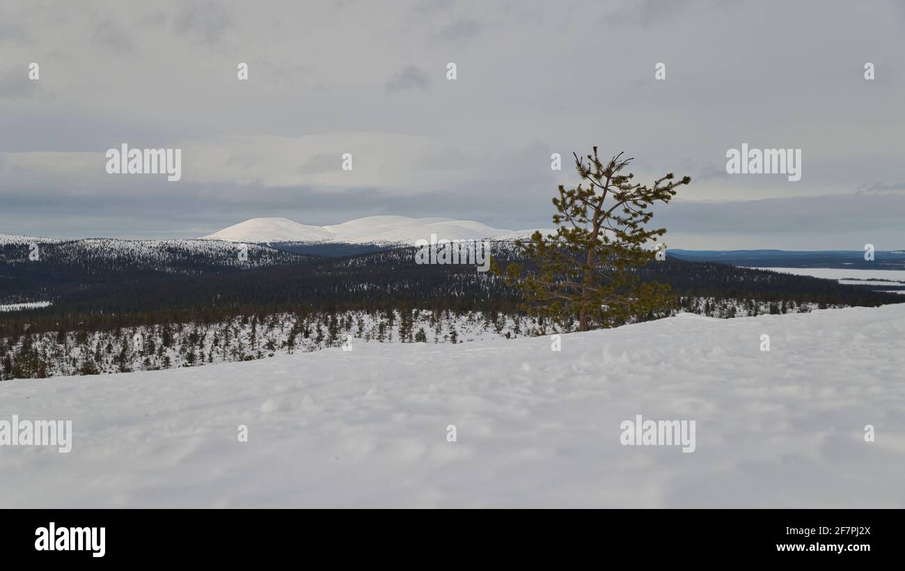 Pallas fells in spring time, Pallas-Yllästunturi National Park, Muonio ...