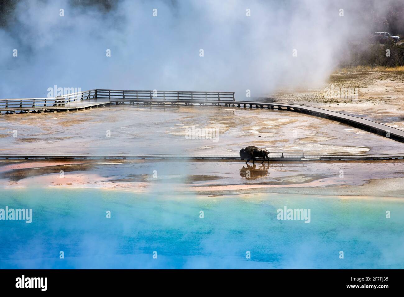 Bison crossing grand prismatic spring hi-res stock photography and ...