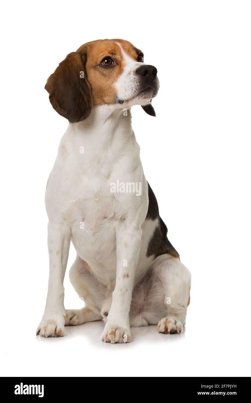 Beagle dog isolated on white background Stock Photo - Alamy