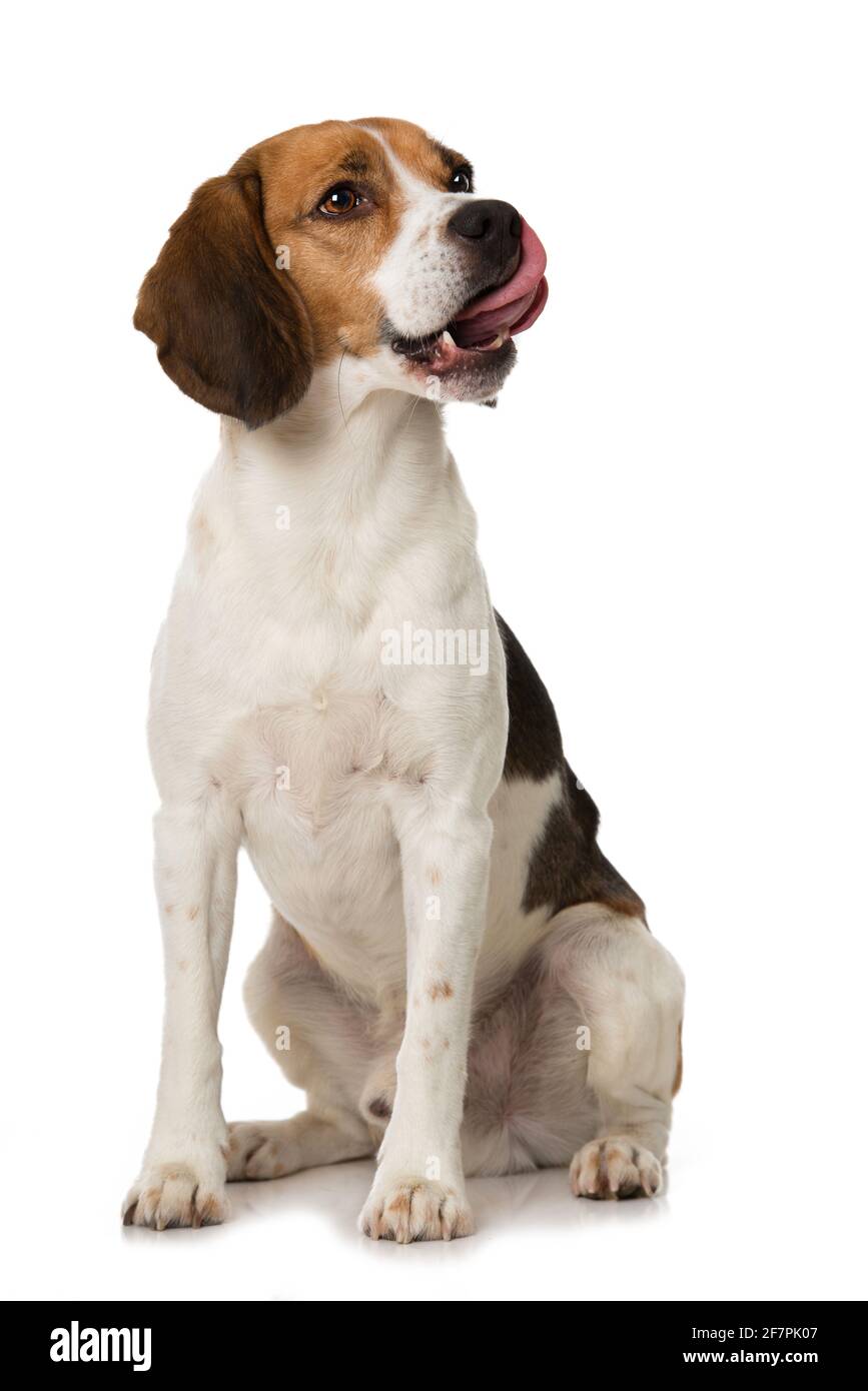 Beagle dog isolated on white background Stock Photo - Alamy