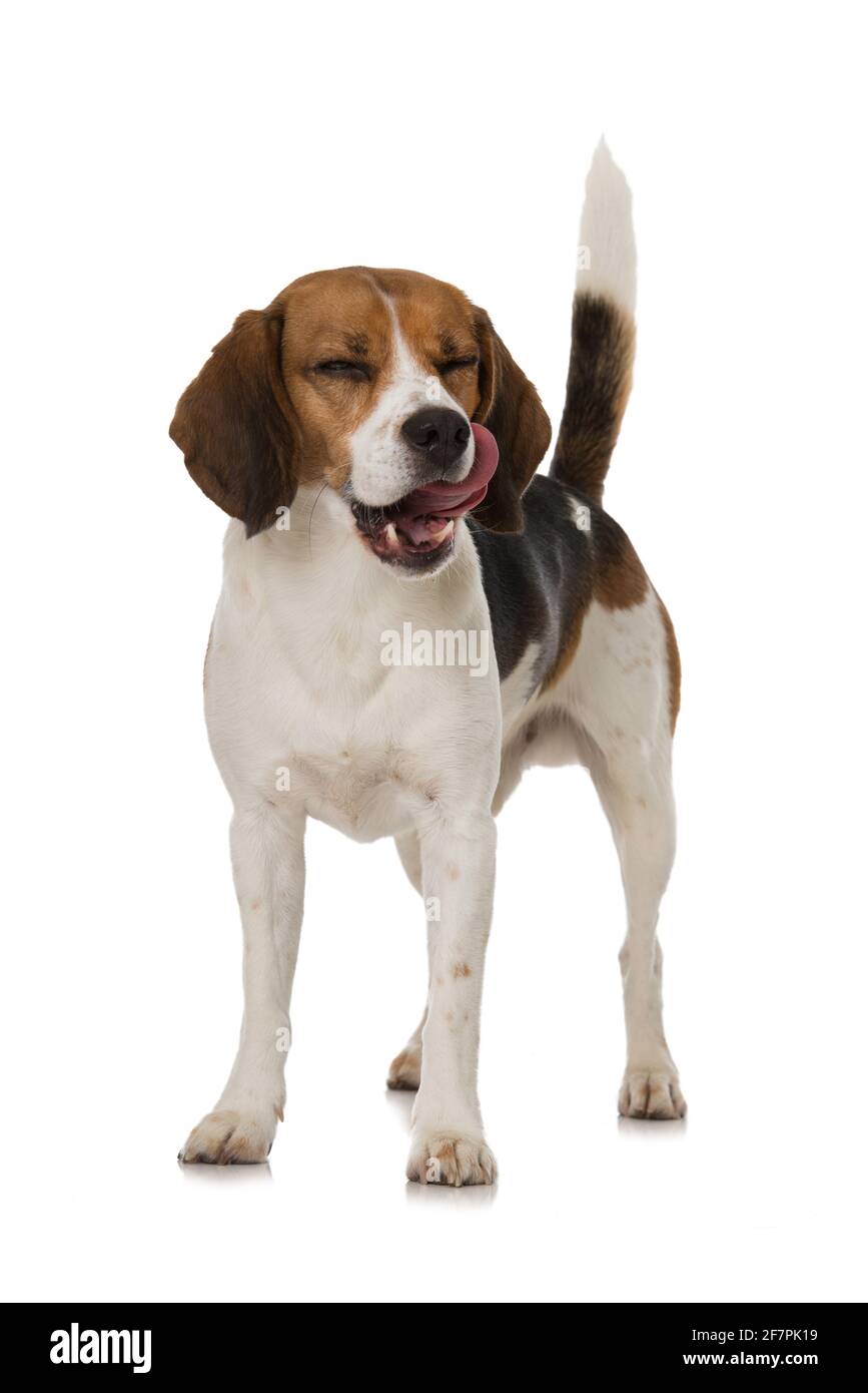 Beagle dog isolated on white background Stock Photo - Alamy