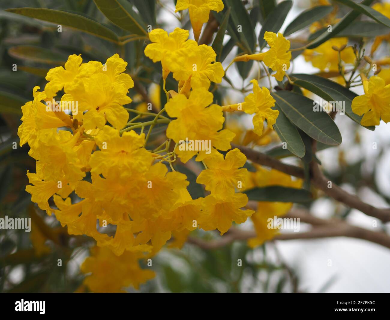 Beautiful tabebuia argentea flower hi-res stock photography and images ...