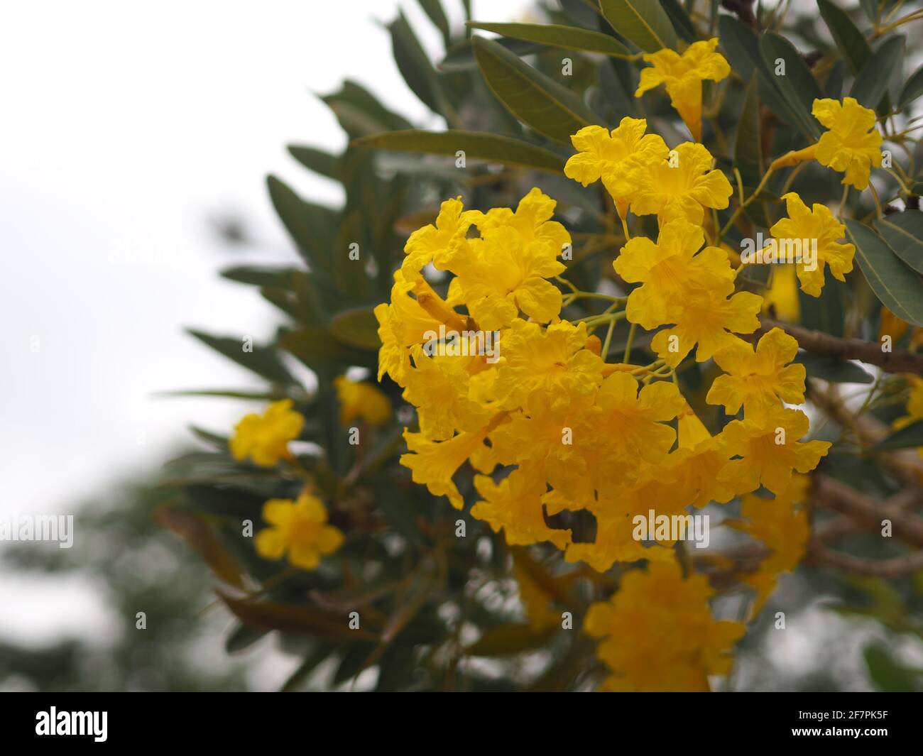 Paraguayan Silver Trumpet Tree, Silver Trumpet Tree, Tree of Gold ...