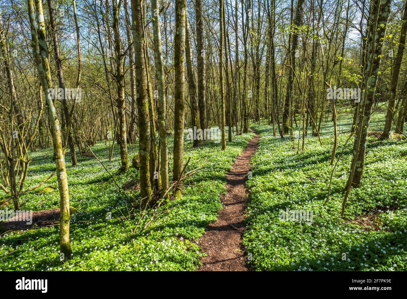 Nature trail in a beautiful forest at springtime Stock Photo - Alamy