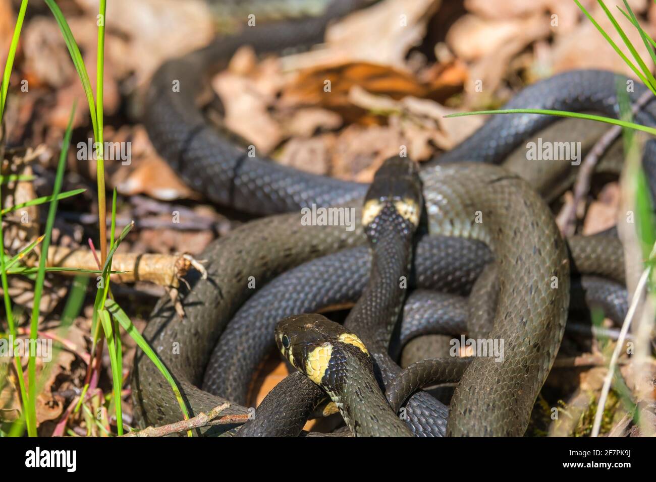 Sun Bask Snake High Resolution Stock Photography and Images - Alamy