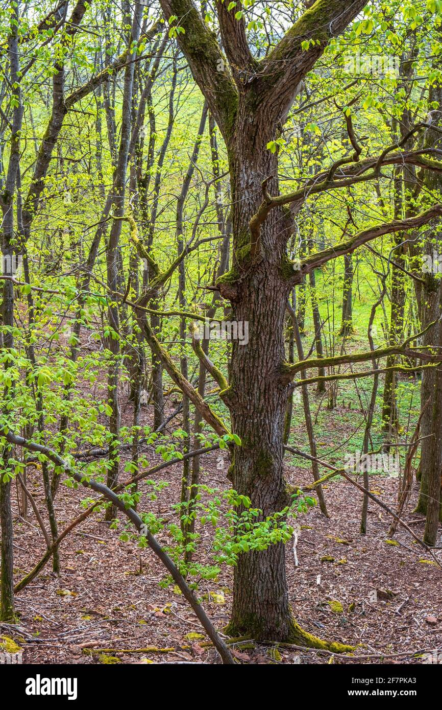 Gnarly tree trunks hi-res stock photography and images - Alamy