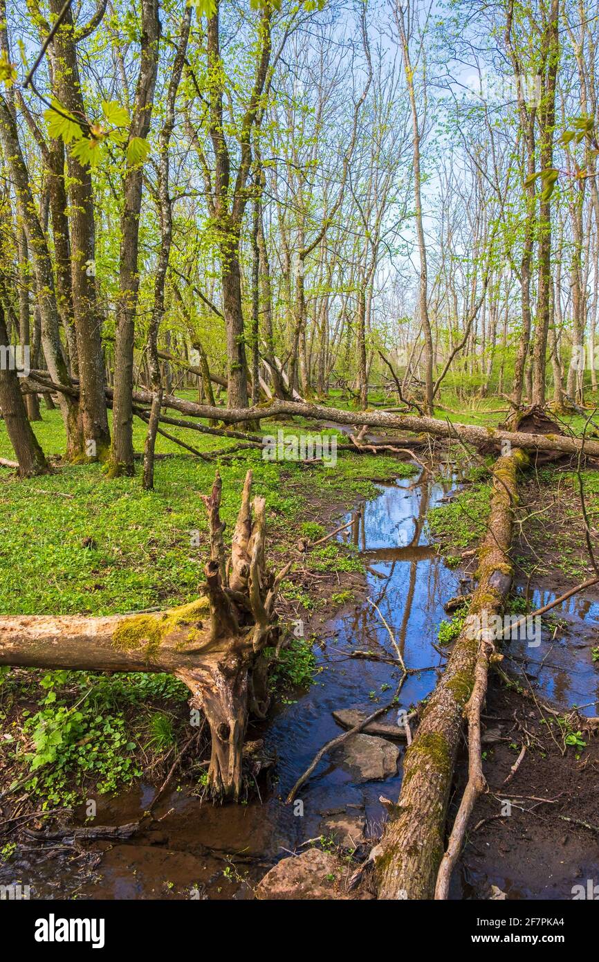 Wetland area fallen trees hi-res stock photography and images - Alamy