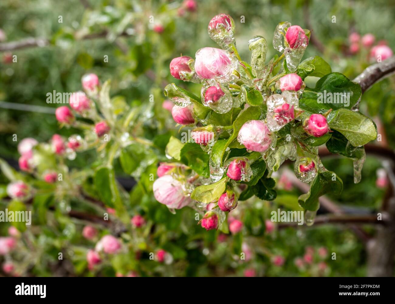 Frost protection irrigation after cold hi-res stock photography and ...