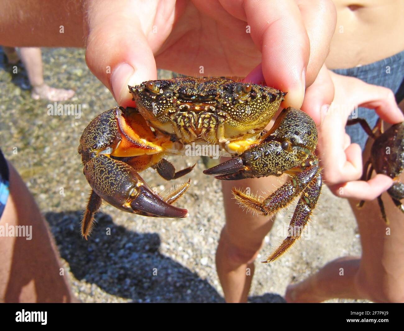Hand holding hermit crab animal wildlife hi-res stock photography and ...