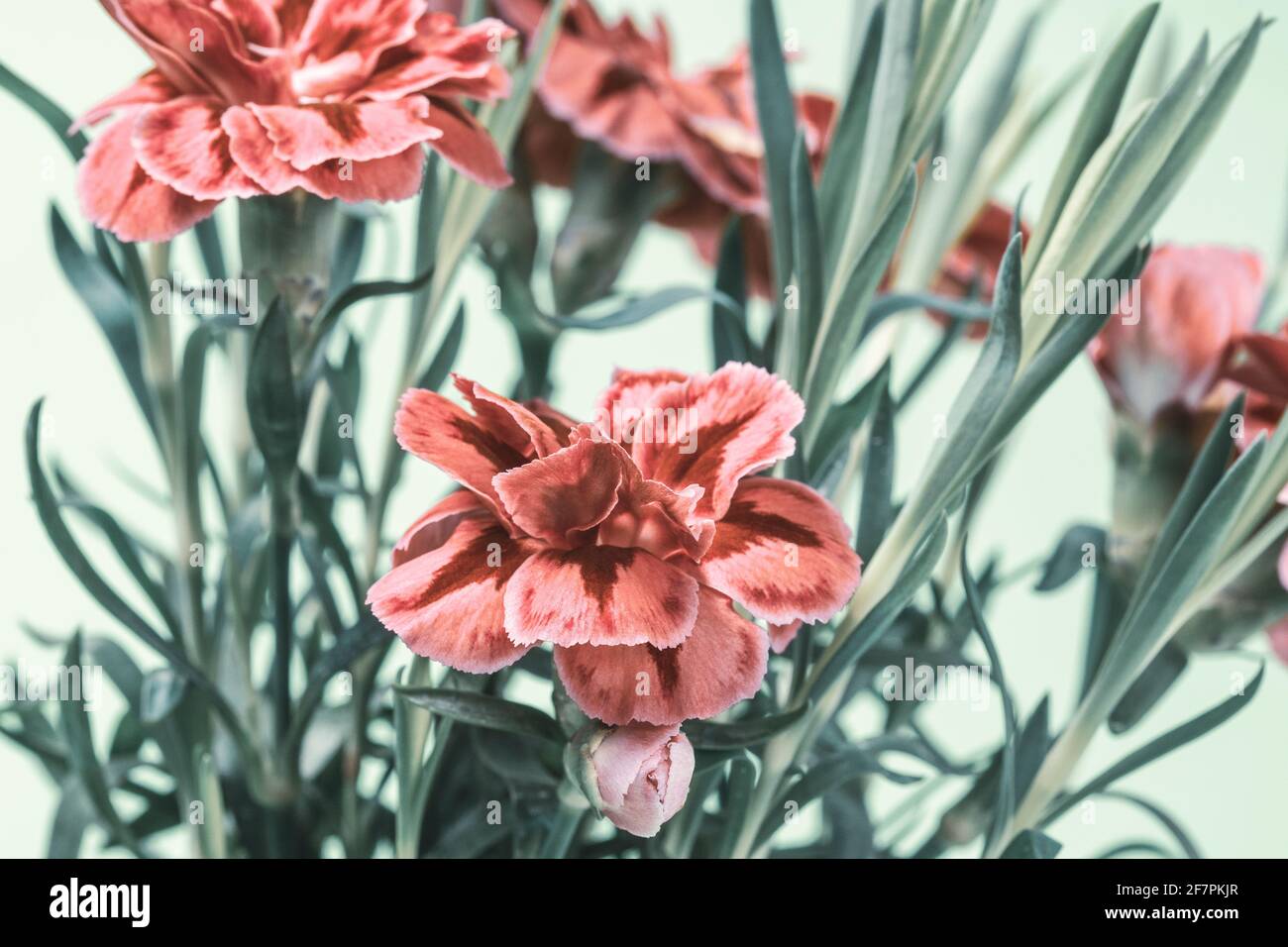 Sweet William Dianthus carnation mini. Close-up view of purple mini ...