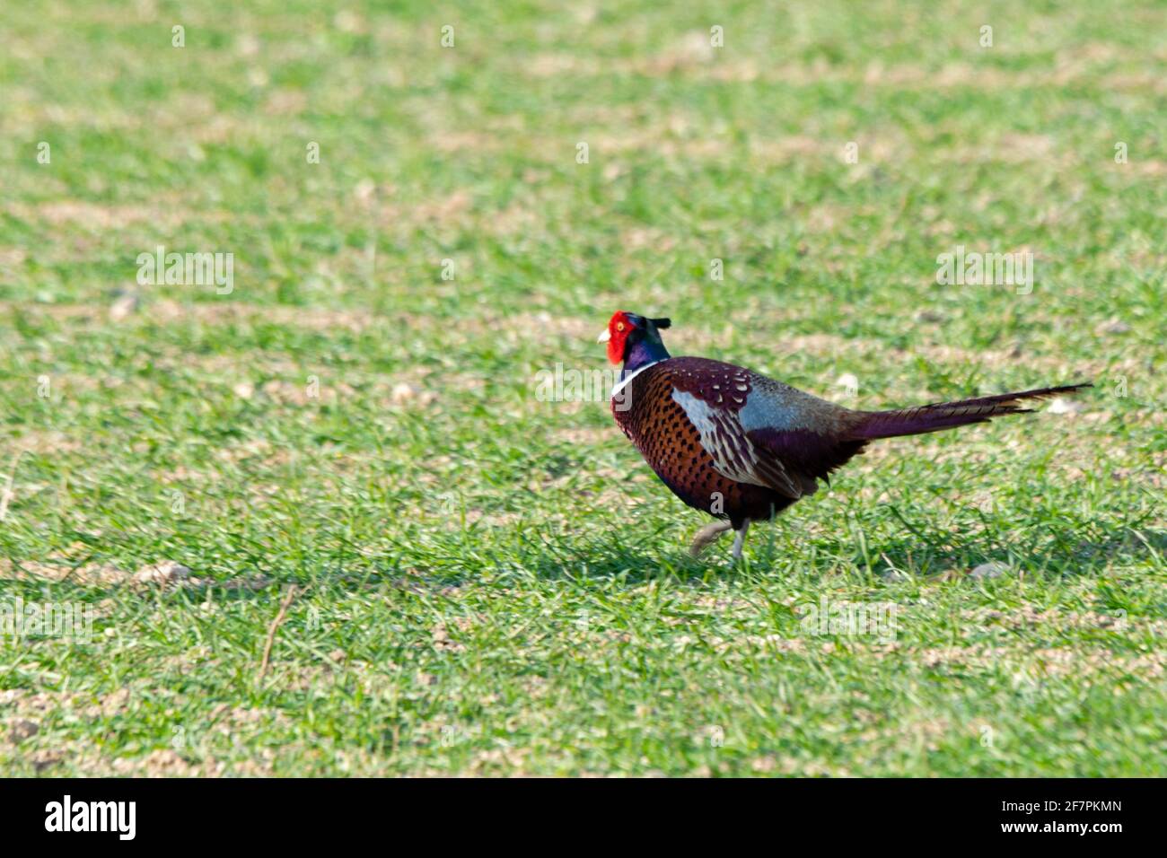 view of pheasant in the wild Stock Photo - Alamy
