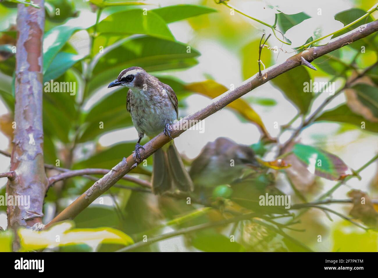 Manila, Philippines. 9th Apr, 2021. A yellow vented bulbul is seen ...