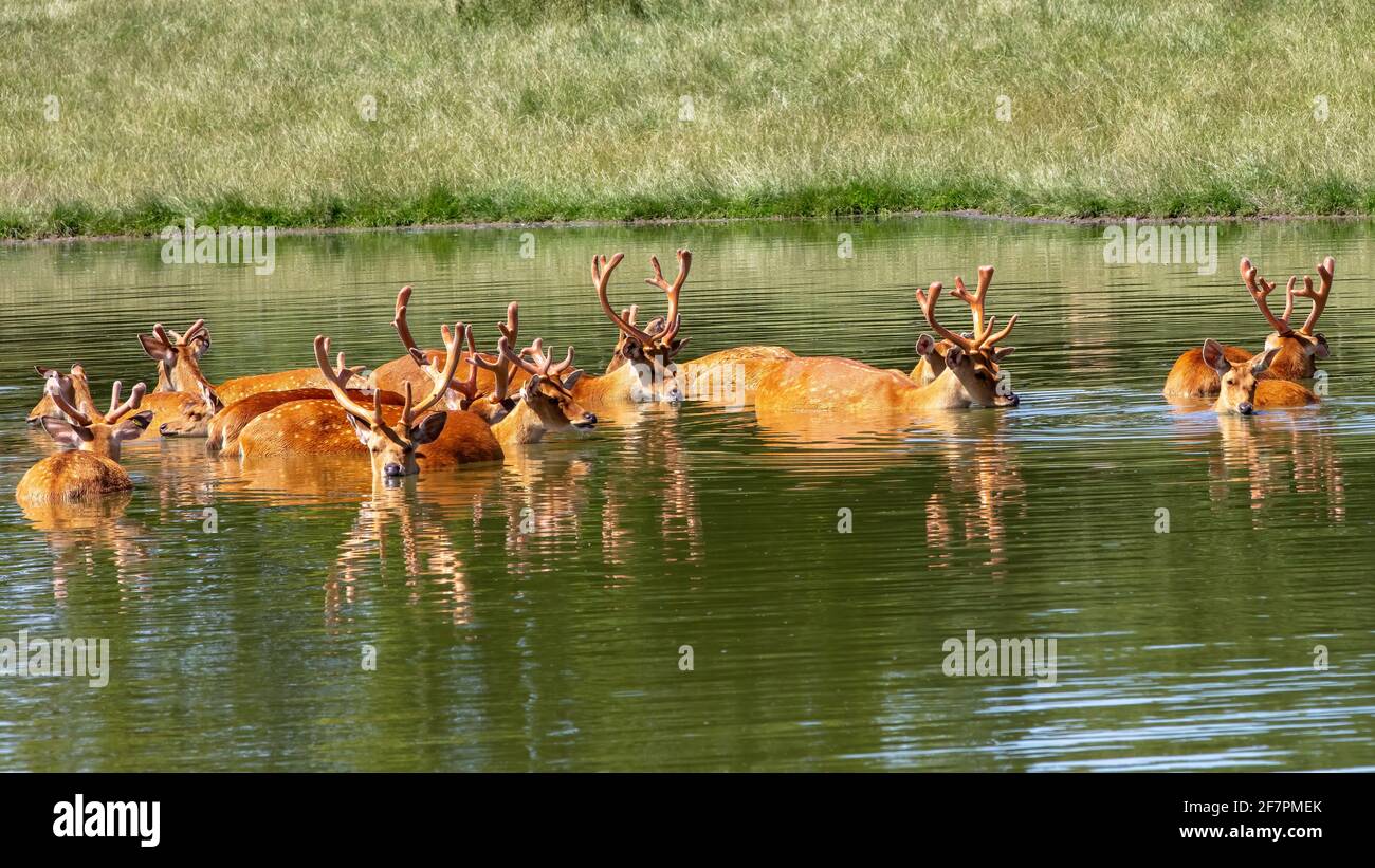 Barasingha Deer cooling off on a hot day Stock Photo - Alamy