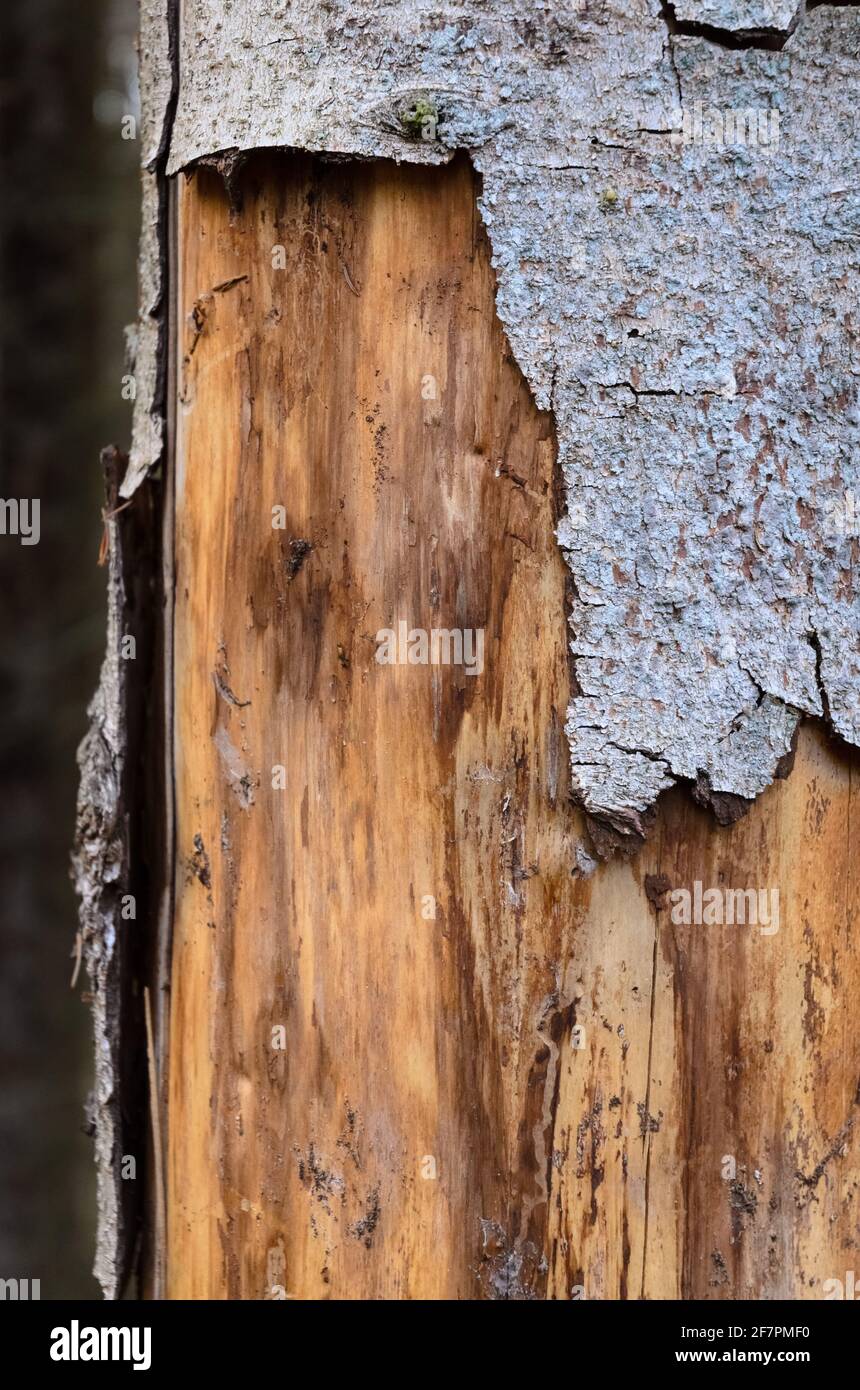 Bark falling off of tree hi-res stock photography and images - Alamy