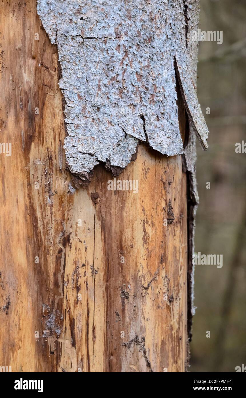 Bark falling off of tree hi-res stock photography and images - Alamy