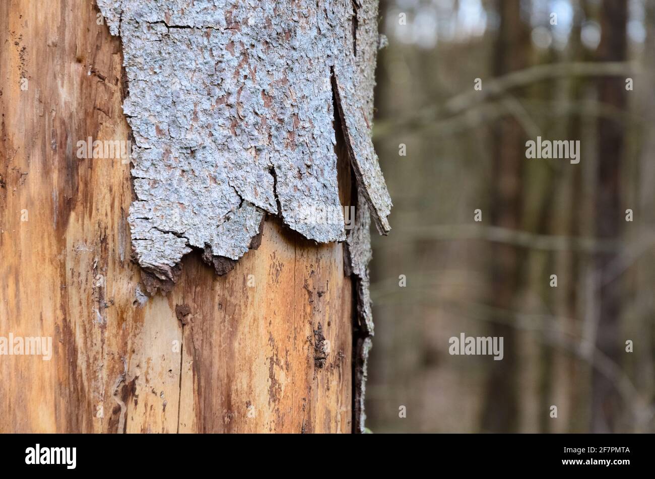 Tree bark flaking off damaged coniferous tree trunk in the forest, pest ...