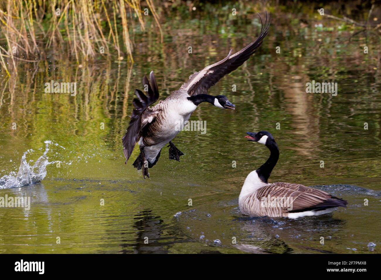 Holmfirth, Yorkshire, UK, 09 April 2021. UK Wildlife. A quite dam ...