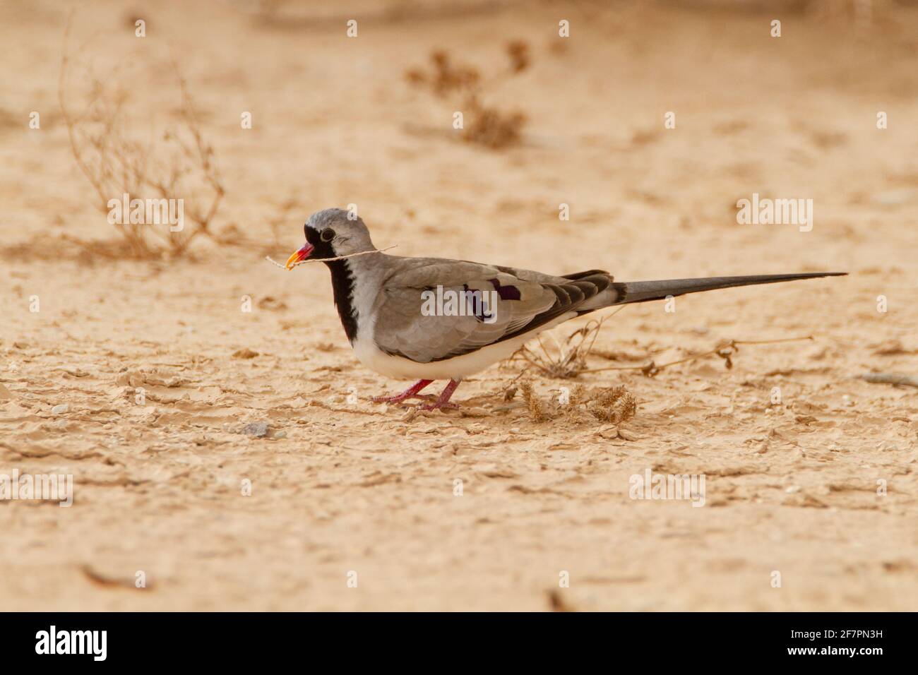 Male Namaqua dove (Oena capensis) The males have yellow and red beaks ...