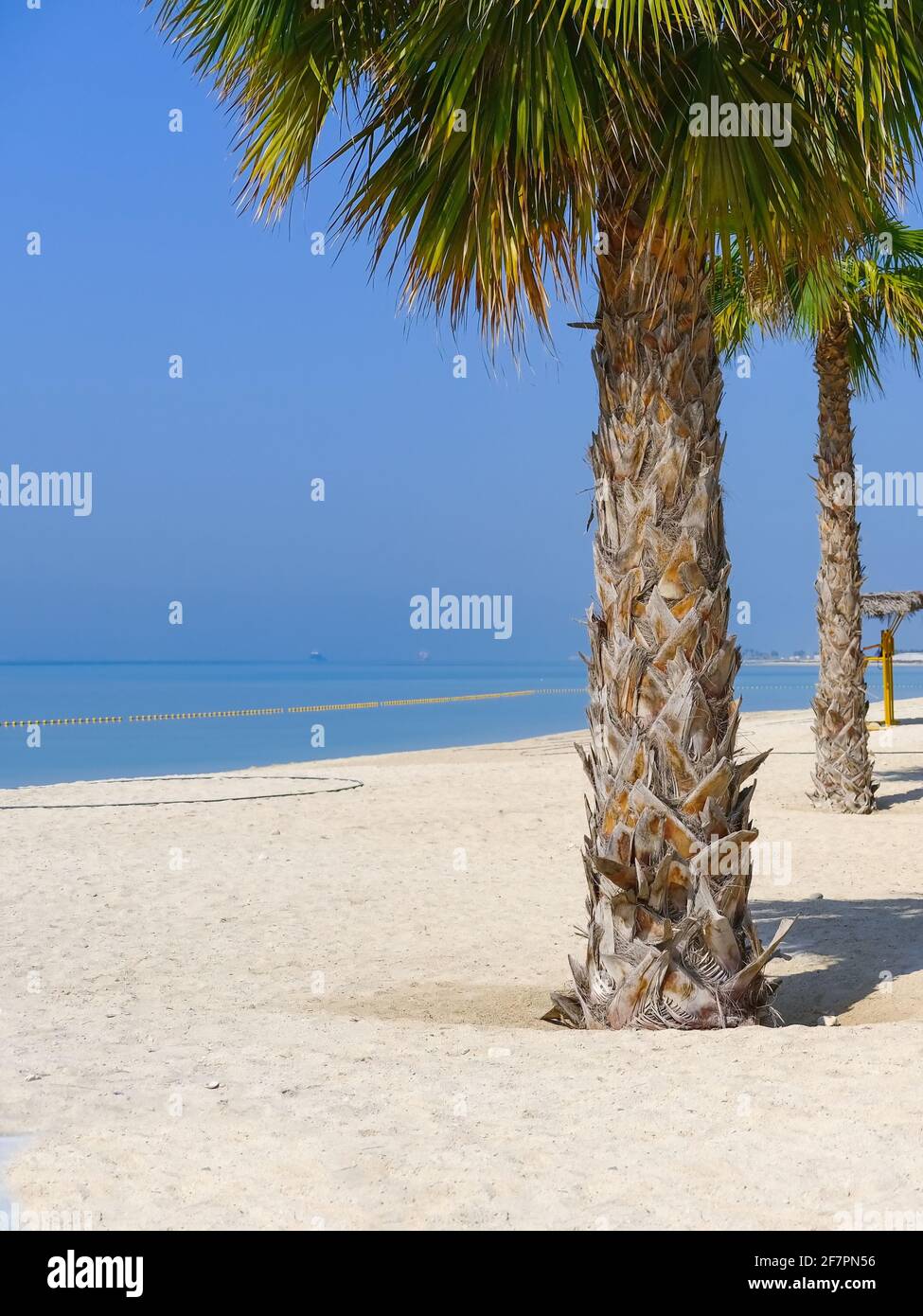 Scenic view to beautiful palm tree at empty sandy beach of Persian Gulf ...
