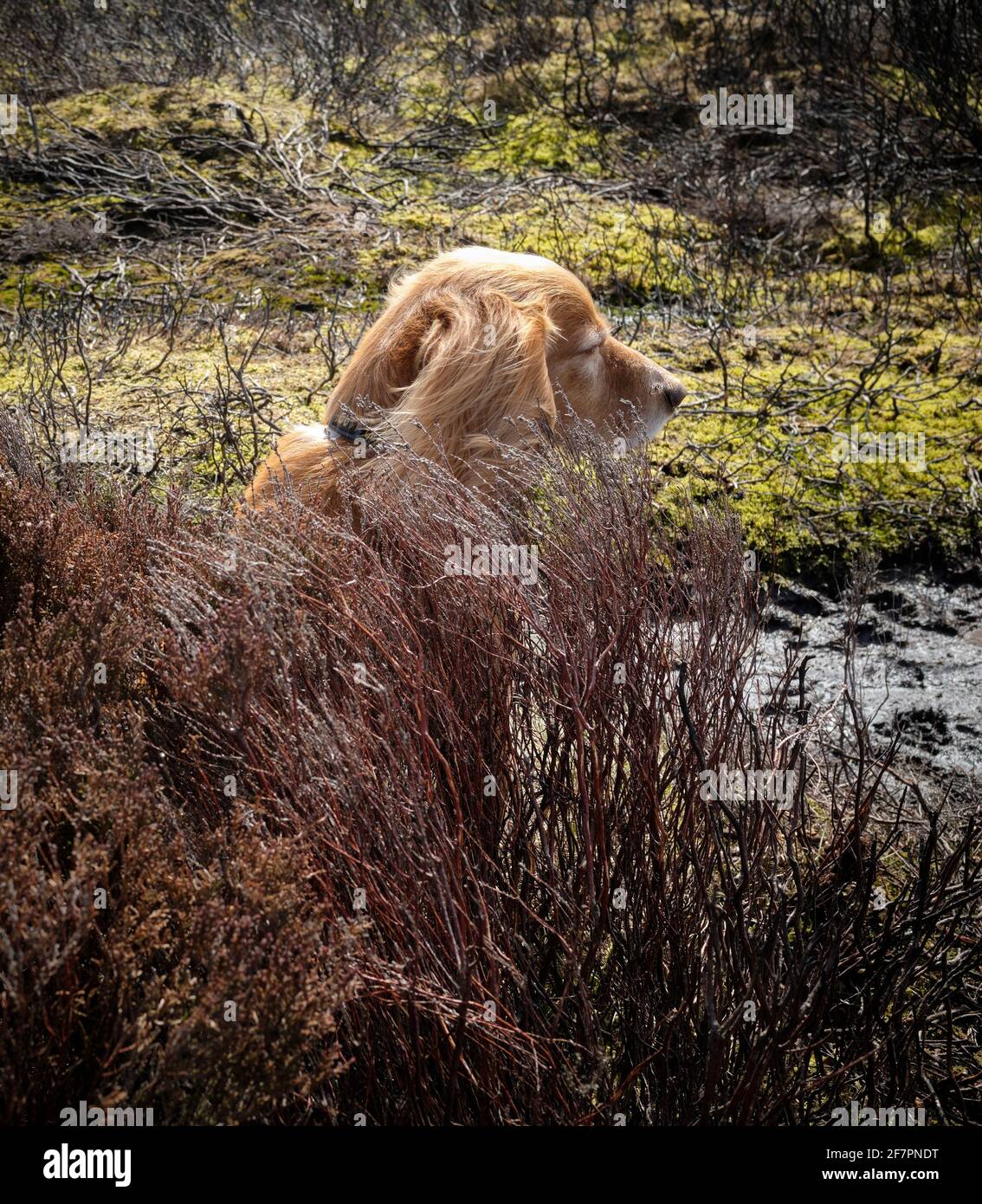 Pet Cocker Spaniel sitting uncomfortably in burnt heather stems Stock ...