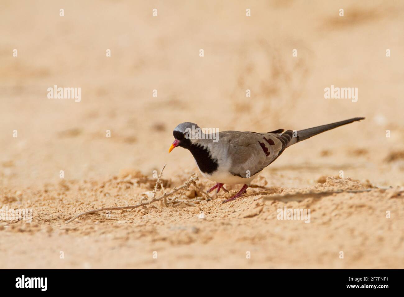 Male Namaqua dove (Oena capensis) The males have yellow and red beaks ...