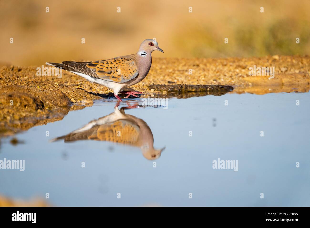 Turtle Dove (Streptopelia turtur) reflected in a water pool in the ...