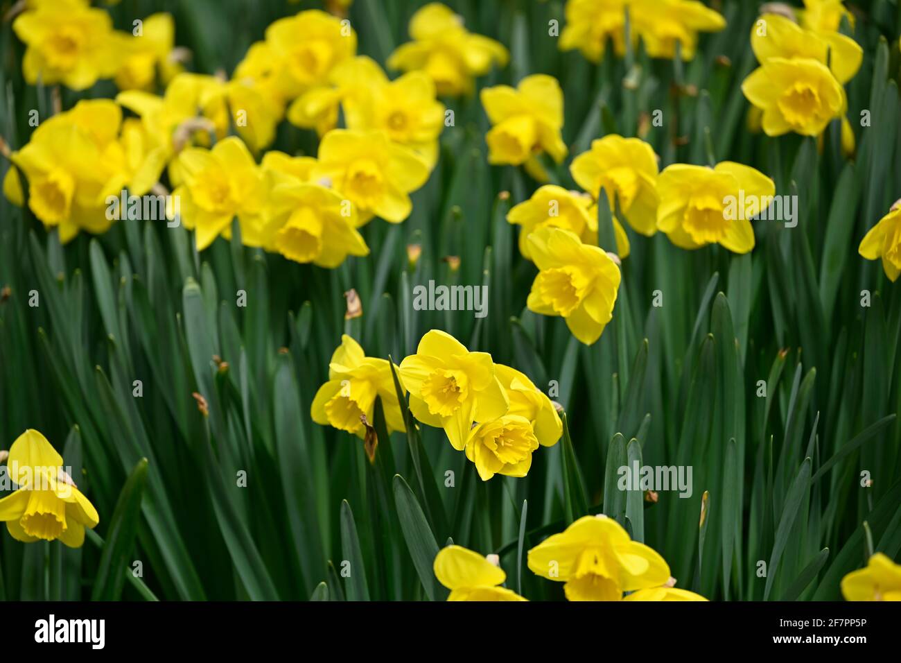 Daffodils in Spring, England Stock Photo - Alamy