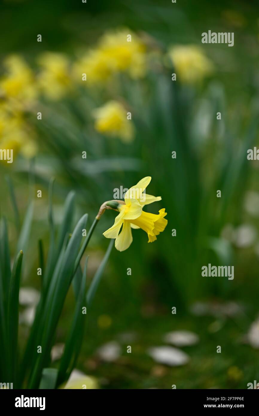 Daffodils in Spring, England Stock Photo - Alamy