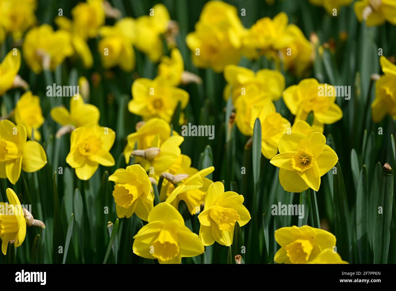 Daffodils in Spring, England Stock Photo - Alamy