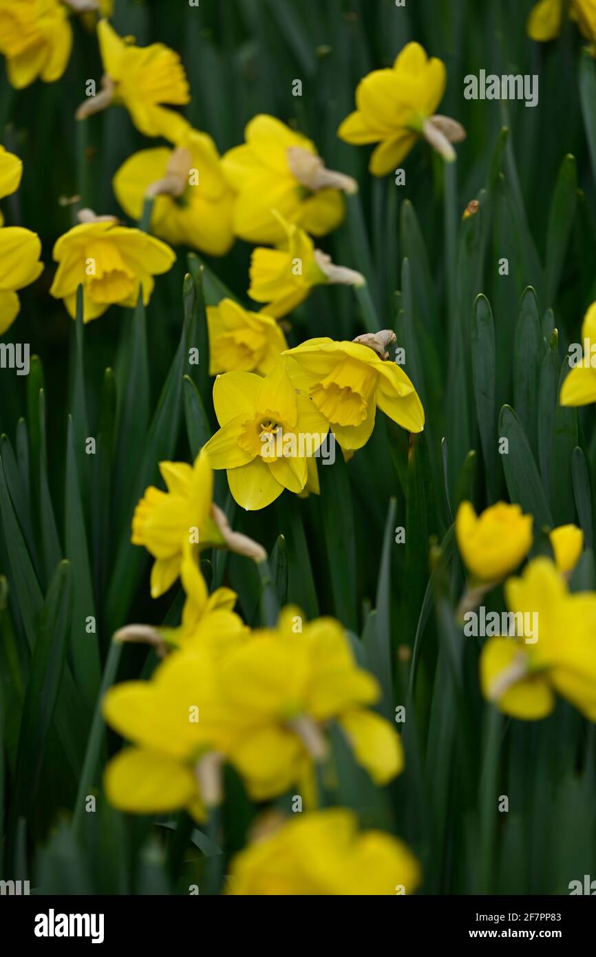 Daffodils in Spring, England Stock Photo - Alamy