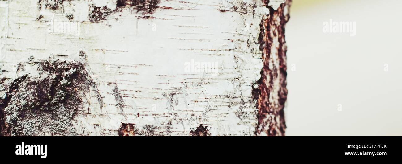 Natural wood, birch tree texture as wooden background, environment and ...